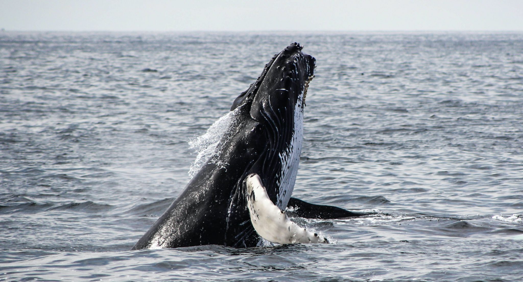 Знаете ли, кои морски животни дишат с бели дробове - poznanieto.bg